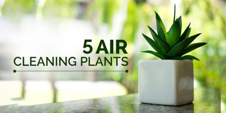 Air Cleaning Plants to Improve Indoor Air Quality